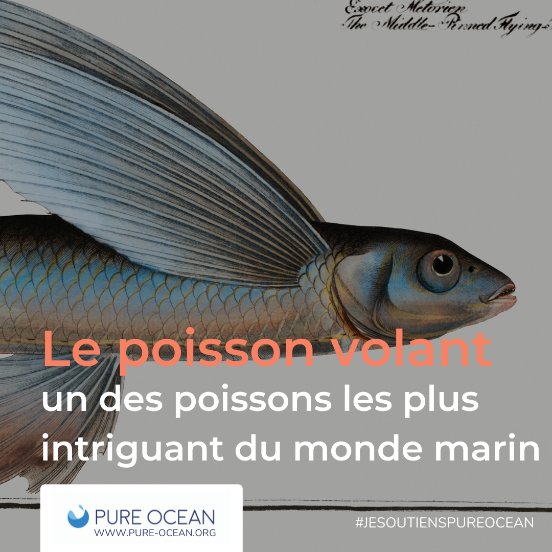 Le poisson volant, une espèce des plus fascinantes ! - Pure Ocean Fund