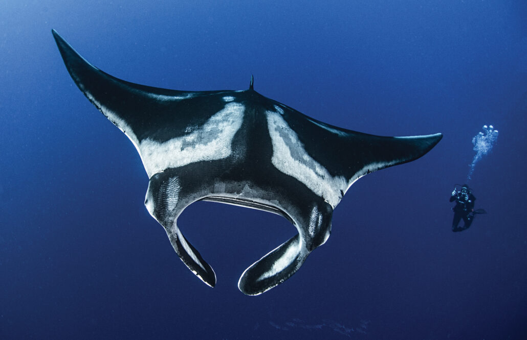 Manta - Pure Ocean Fund