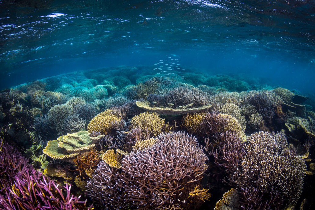 Reef Reborn - Pure Ocean Fund
