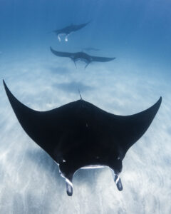 Les Raies manta - Pure Ocean Fund