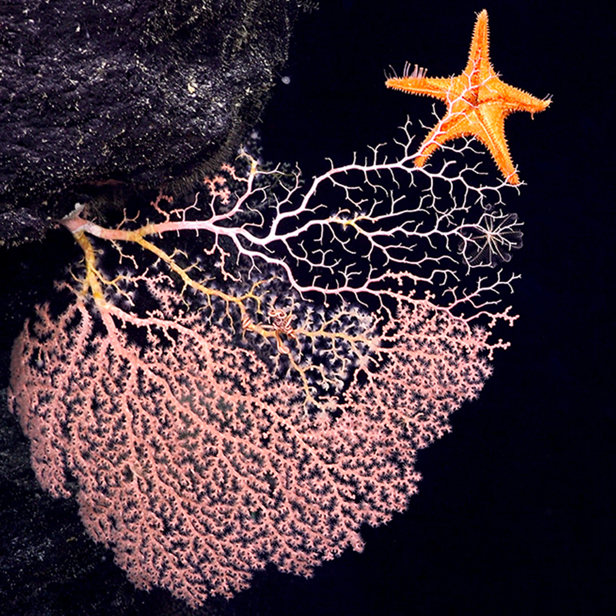 Home page - Pure Ocean Fund