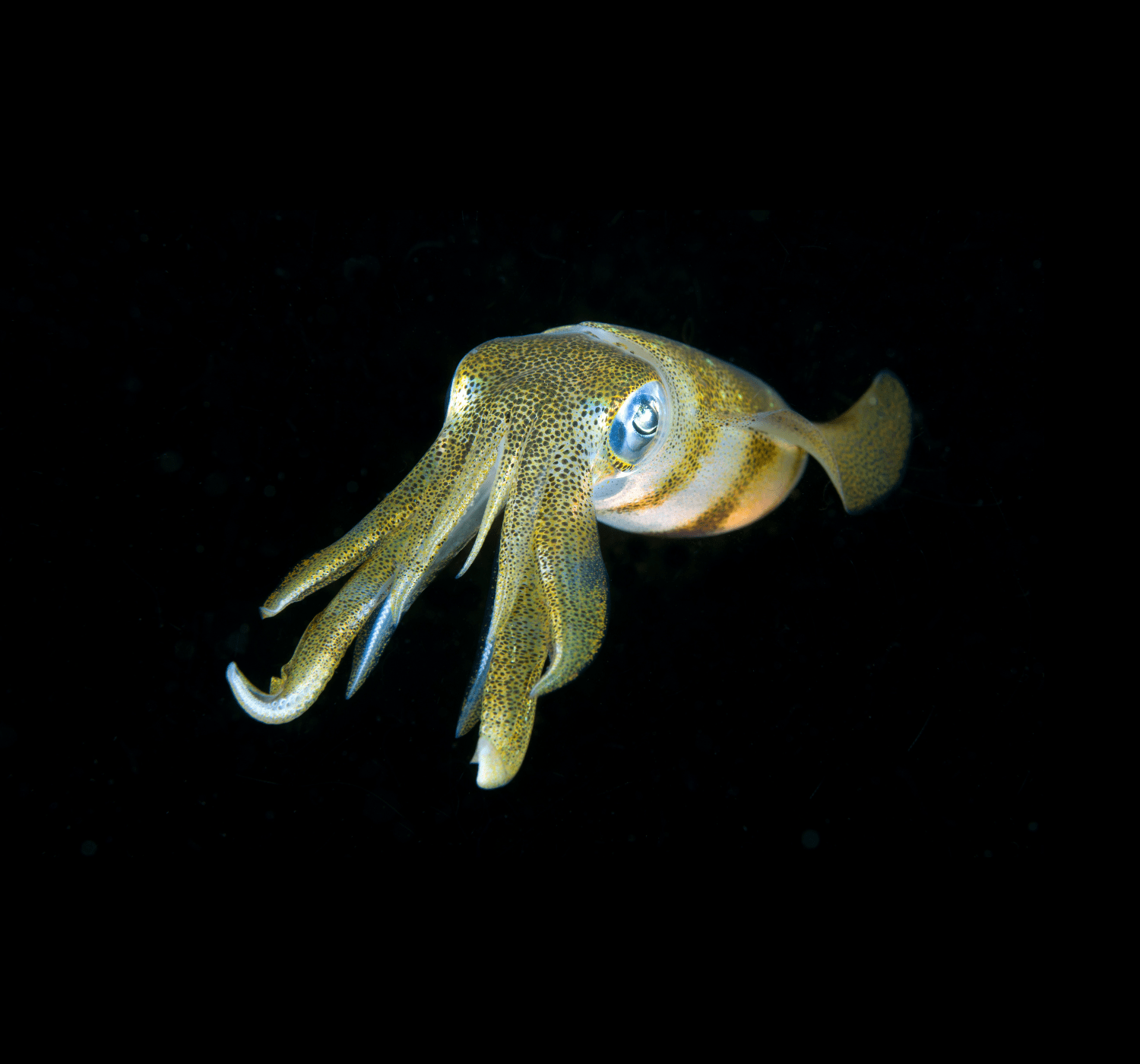 Antarctic Biolum - Pure Ocean Fund