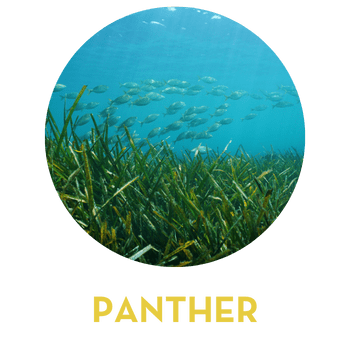 PANTHER - Pure Ocean
