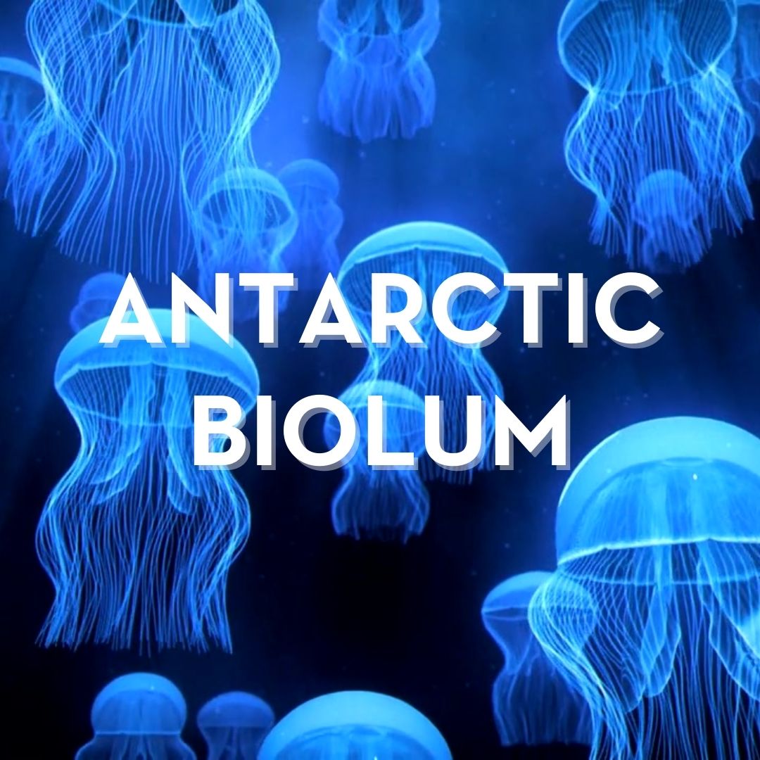 Découvrez nos projets 2024 ️ Antarctic Biolum - Pure Ocean Fund