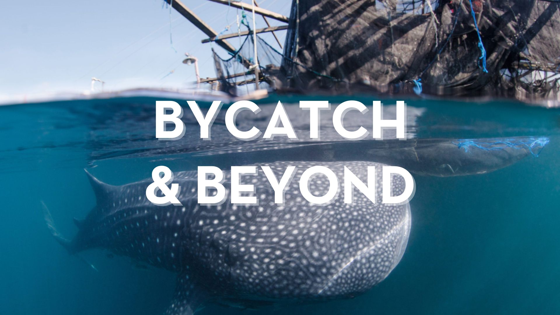 Découvrez nos projets 2024 ️ Bycatch & Beyond 瞧麗 - Pure Ocean