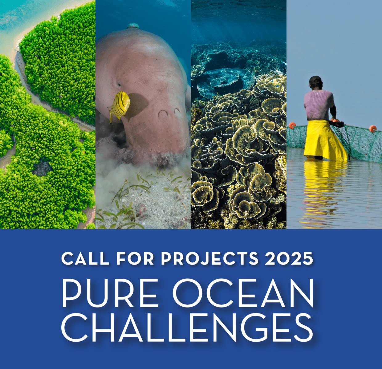 Pure Ocean 2025 Call for Projects - It's On! - Pure Ocean Fund