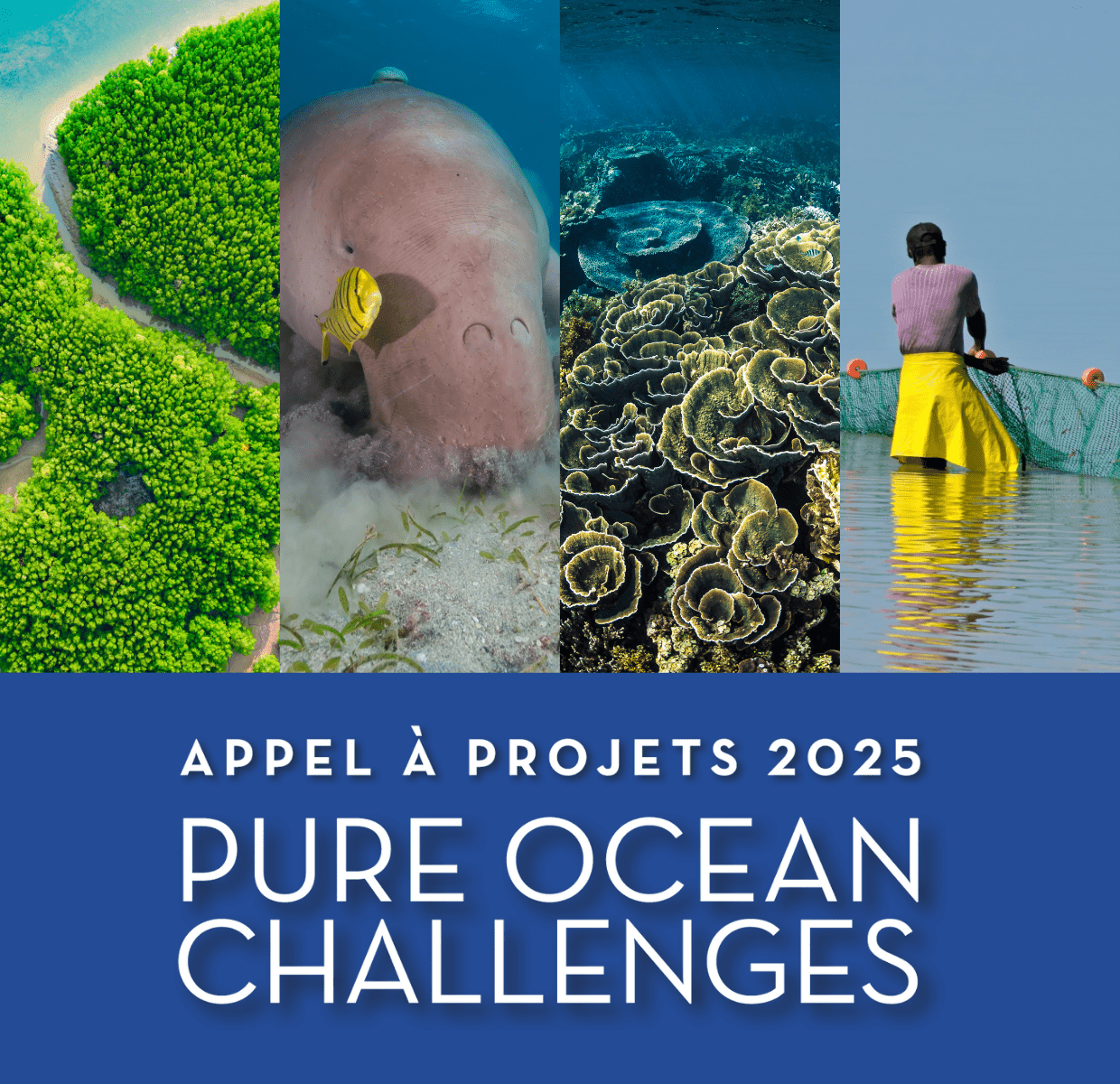 Pure Ocean 2025 Call for Projects - It's On! - Pure Ocean Fund